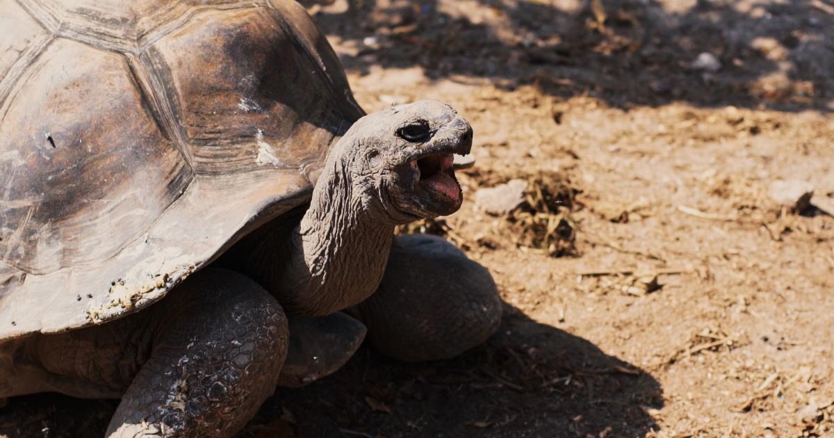 The scientific breakthrough speeding up conservation for the slowest ...