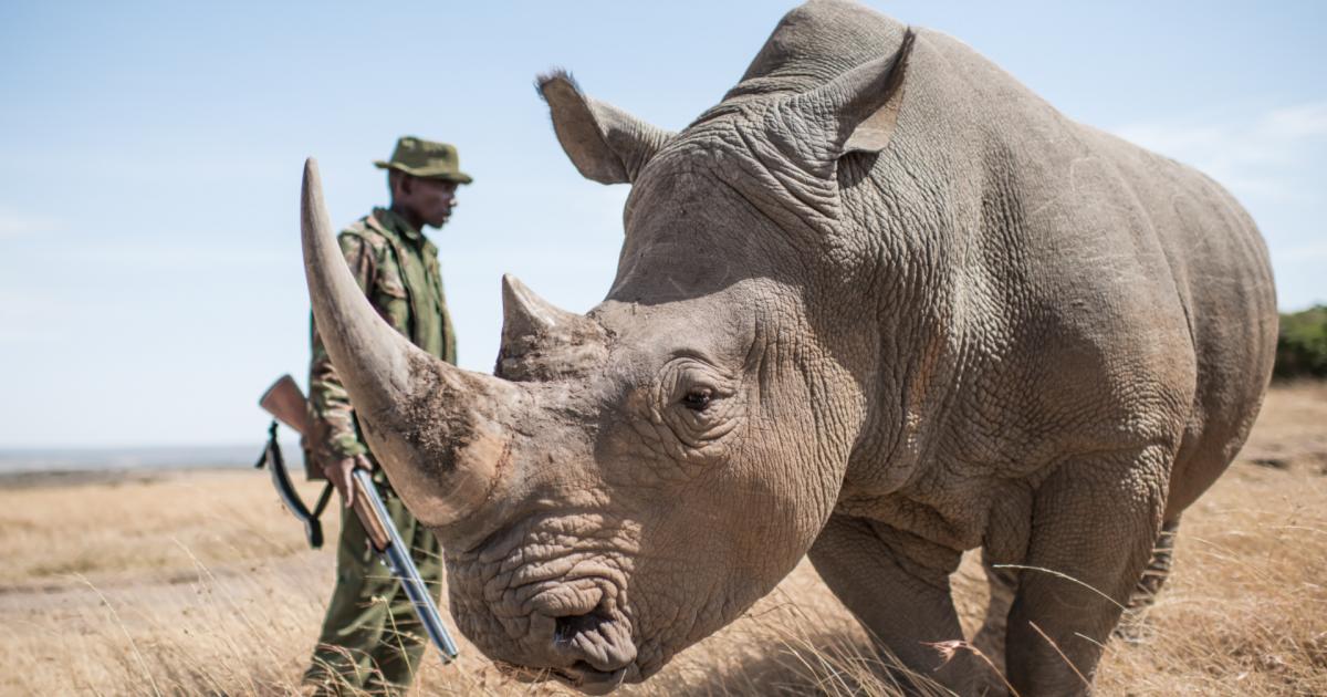 This Kenyan man is responsible for keeping rhinos safe – 24 hours a day ...