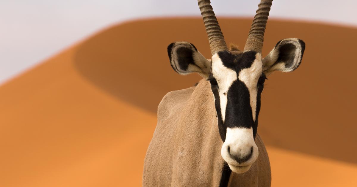 oryx face