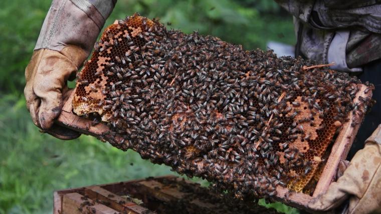 The couple rescuing bees from a sticky fate in Costa Rica | Beautiful News